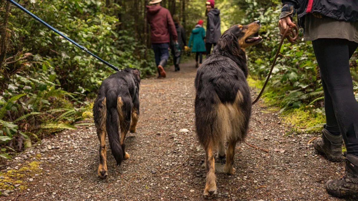 Dog Breeds Informarion, (A-Z) List of All Dog Breeds by Type, Group ...